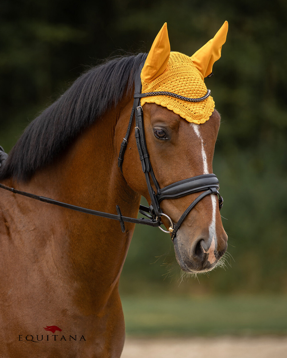 Capison Florence QHP | Equitana