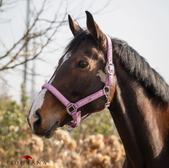 Capastru QHP Lyvia | Equitana