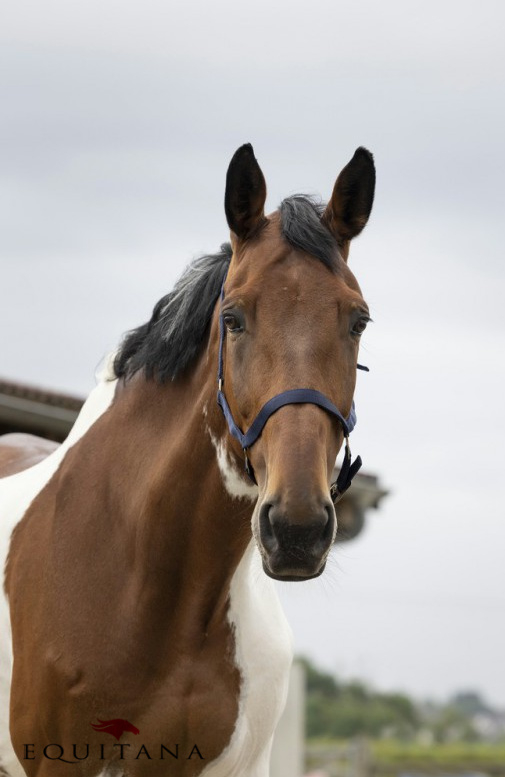 Capastru Norton | Equitana